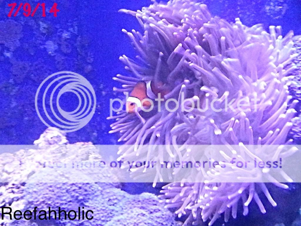 Treatment Protocol for Sick Anemones | Reef2Reef